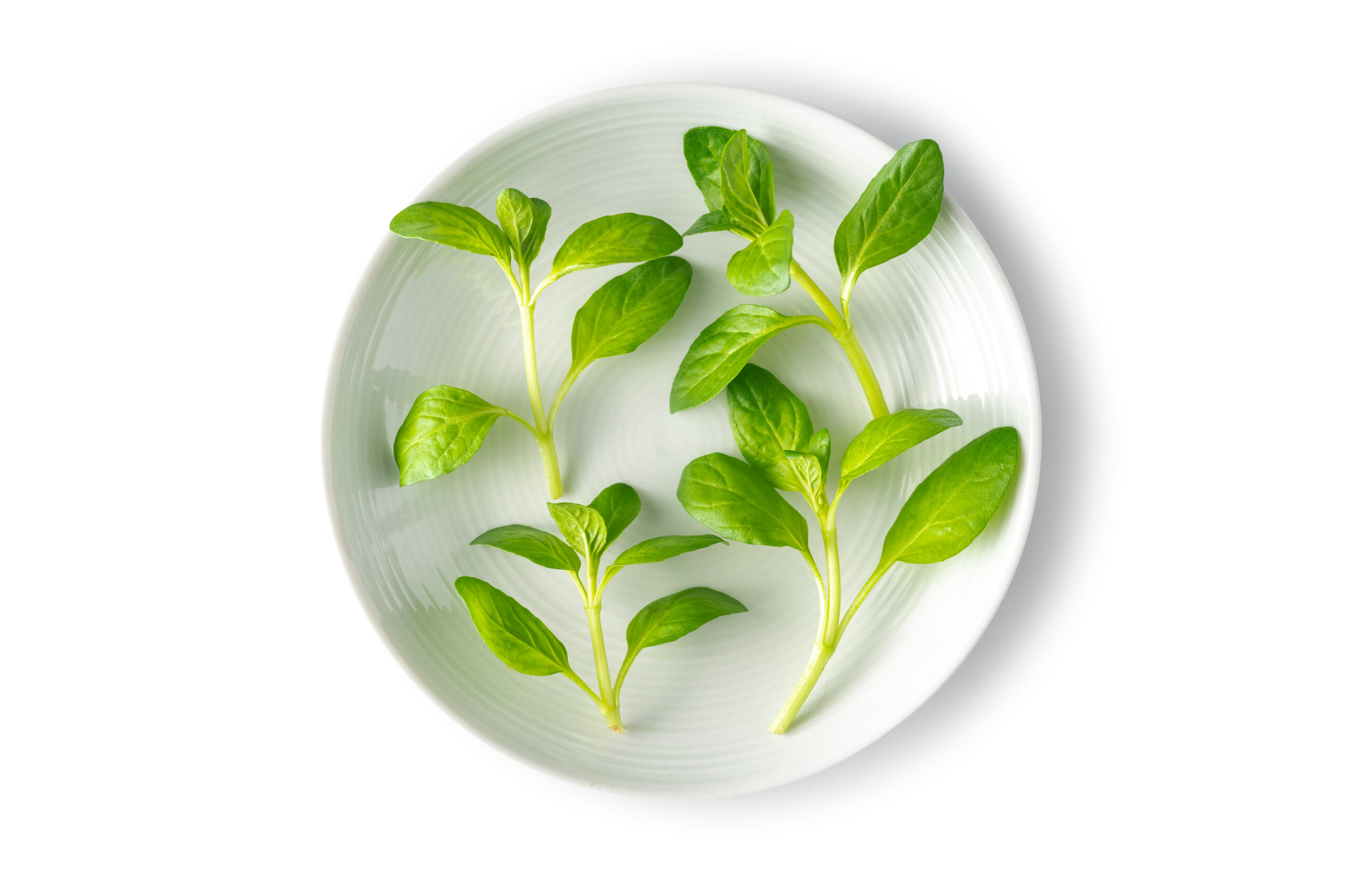 Petite® Mint - Fresh Origins