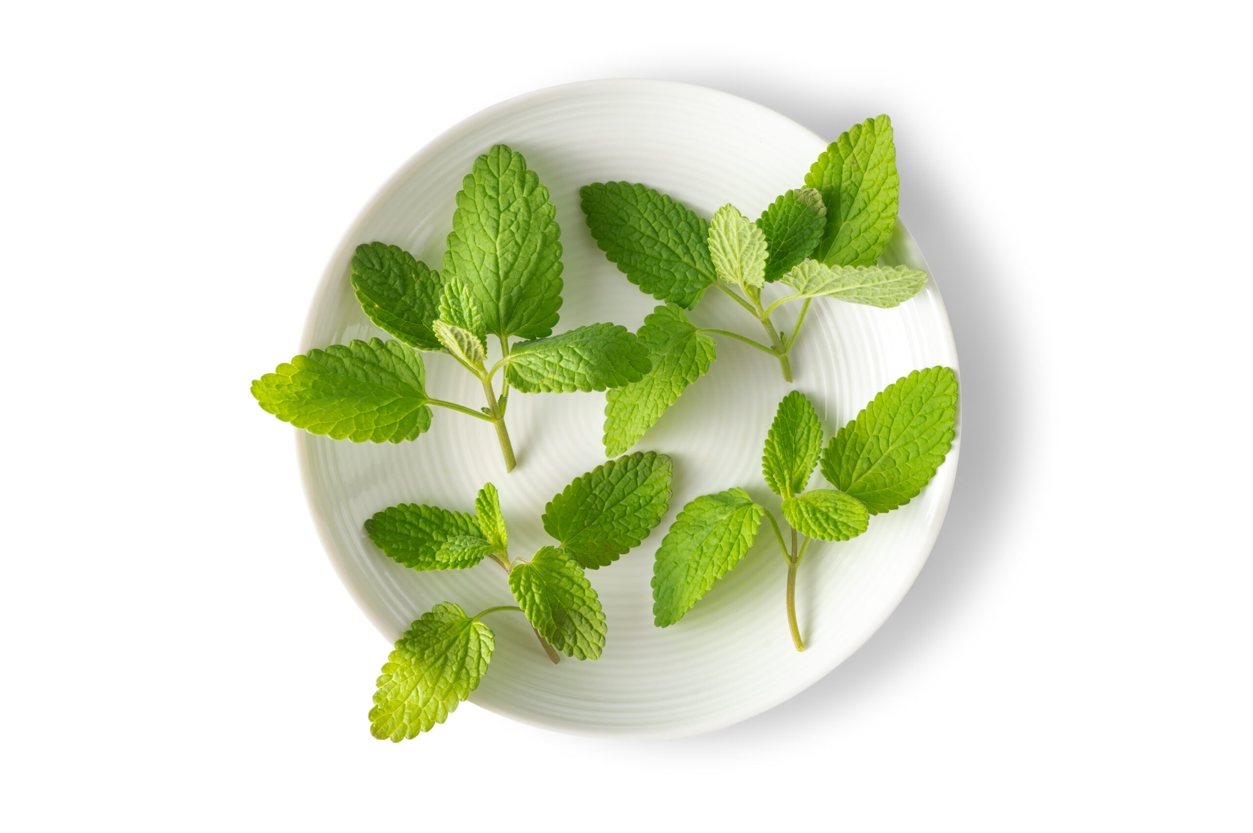 Petite® Mint Lavender™ - Fresh Origins