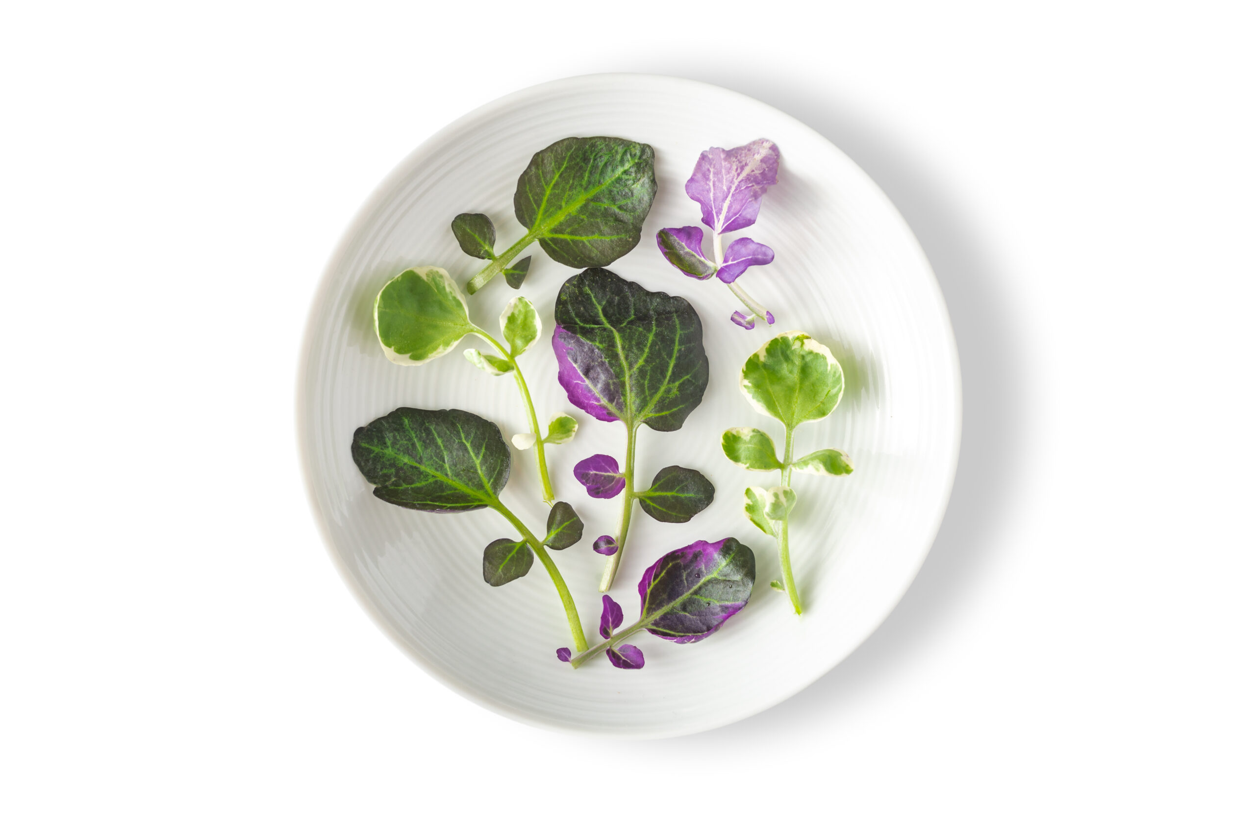 Petite® Watercress Tricolor Mix™ - Fresh Origins