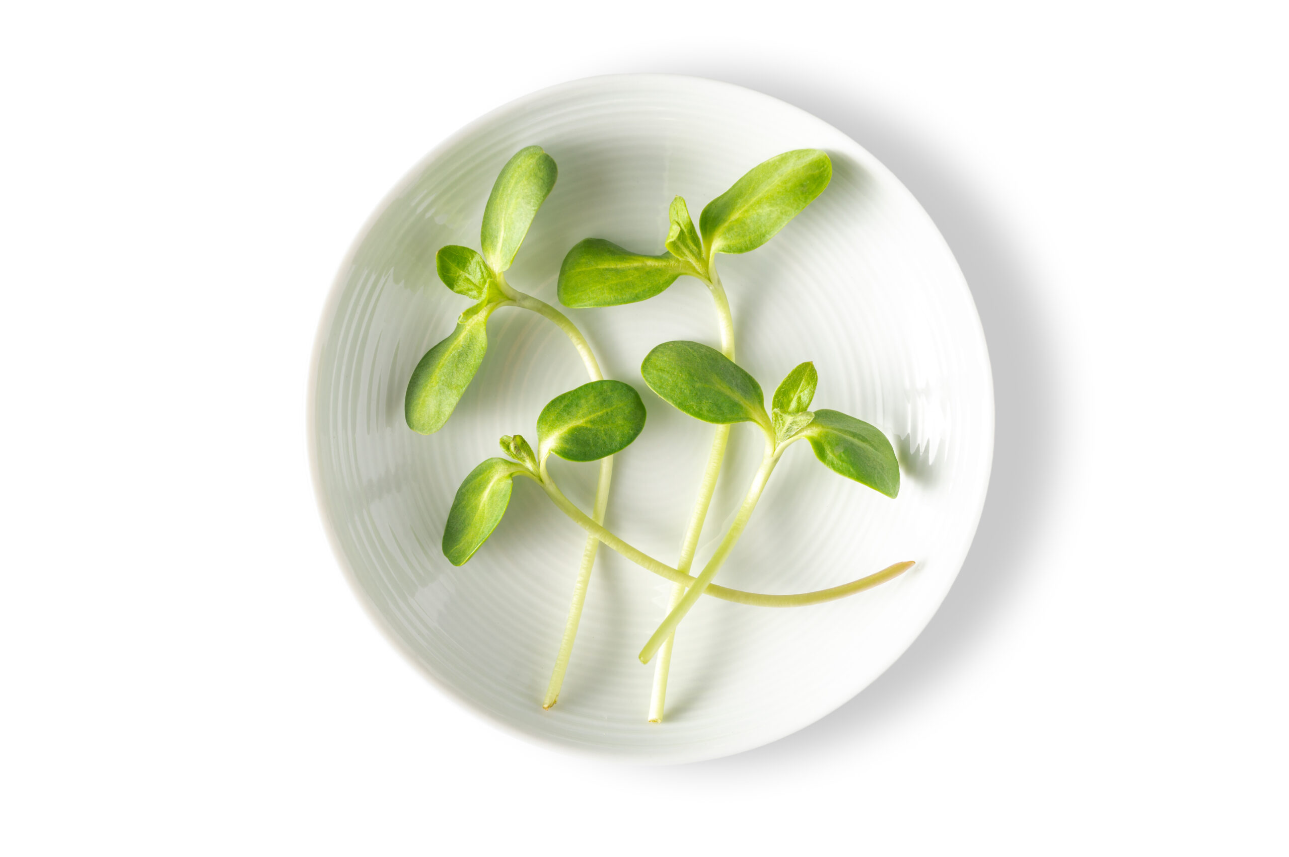 Sunflower Shoots - Fresh Origins