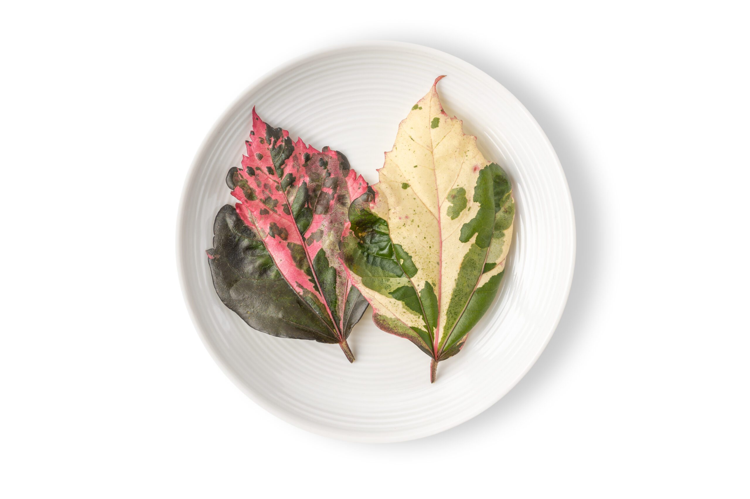 Hibiscus Mosaic Leaf™ - Fresh Origins