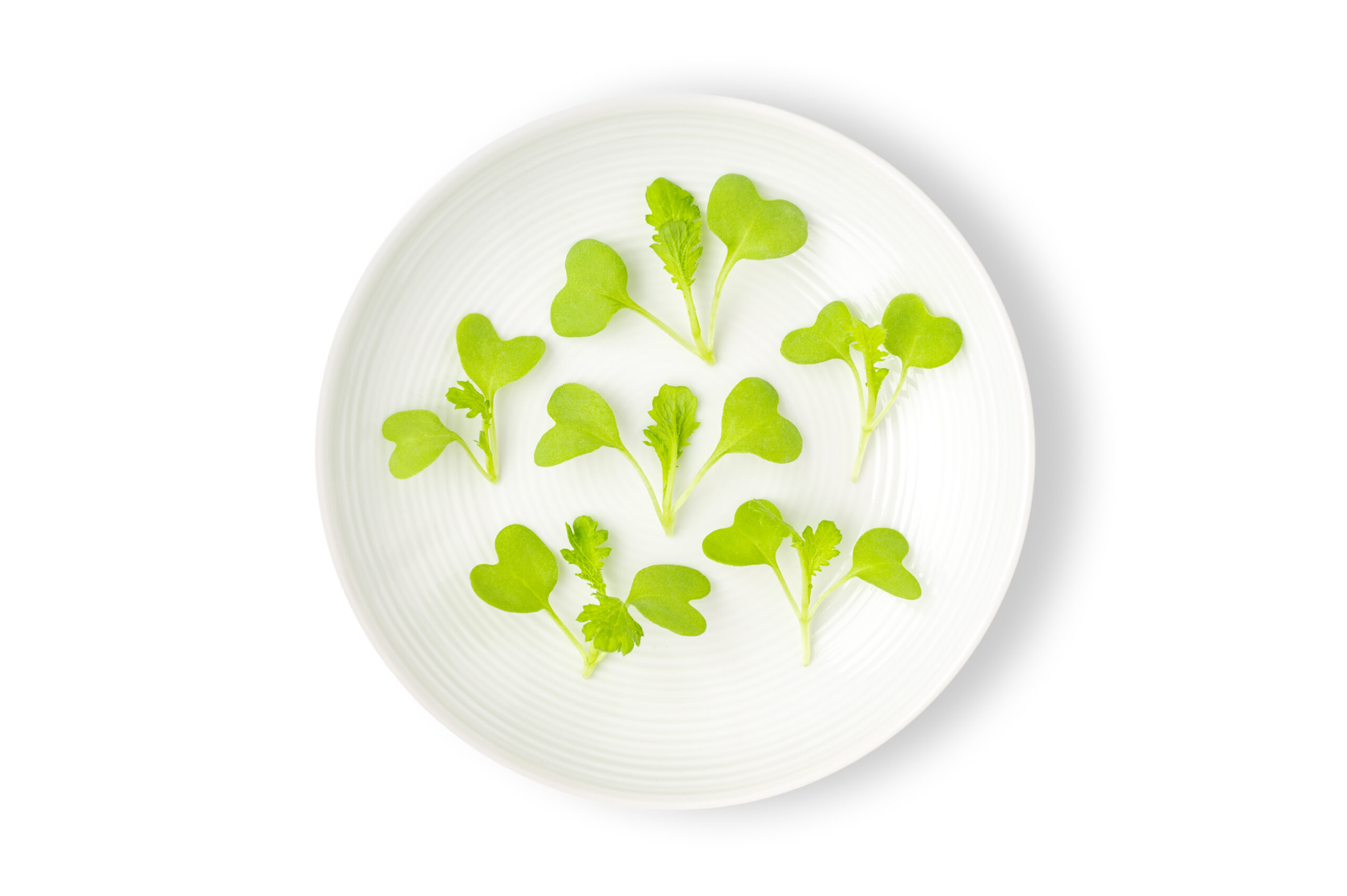 Micro Mustard Flash™ - Fresh Origins