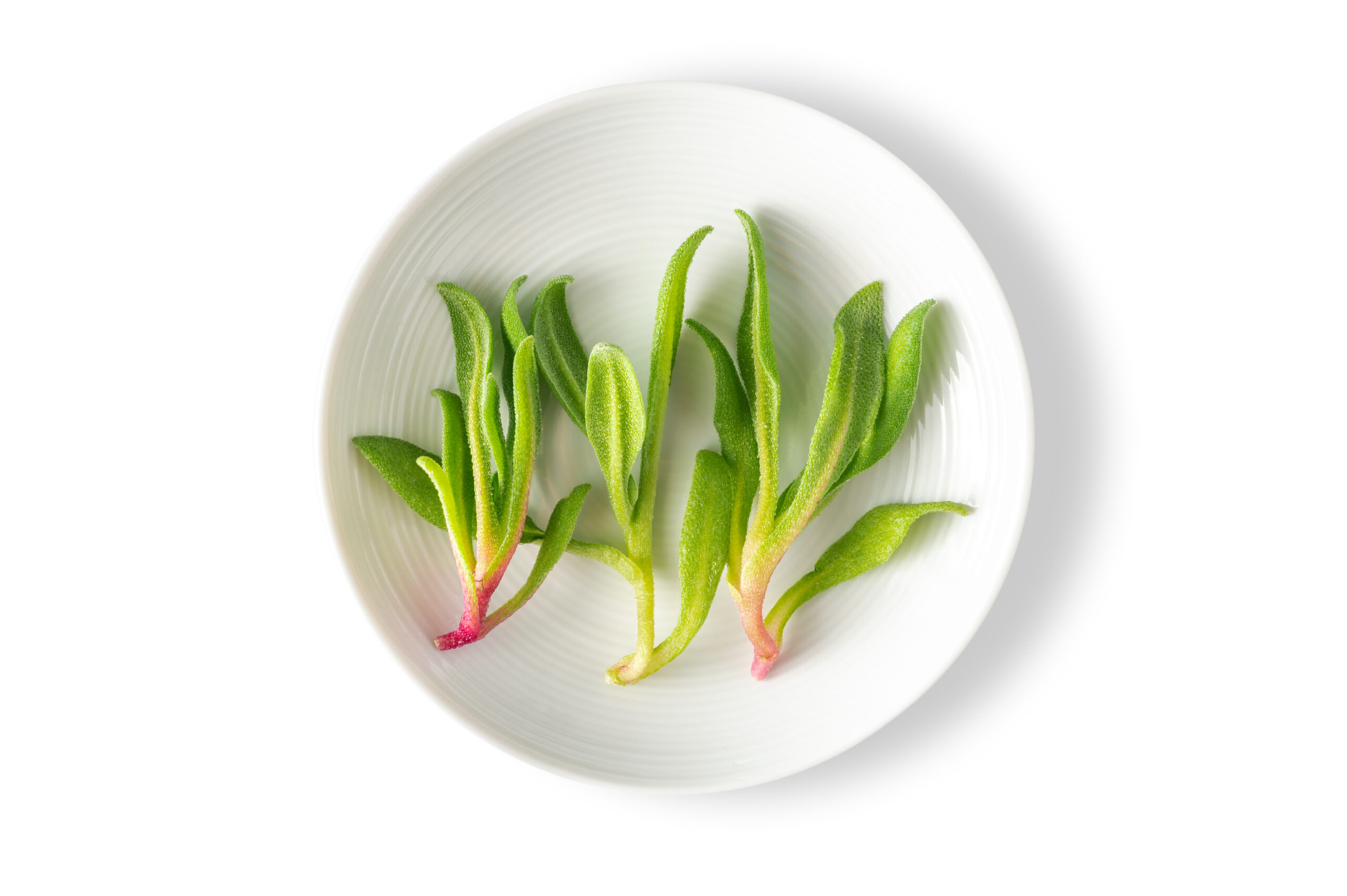 Mini Crown™ Iceplant - Fresh Origins