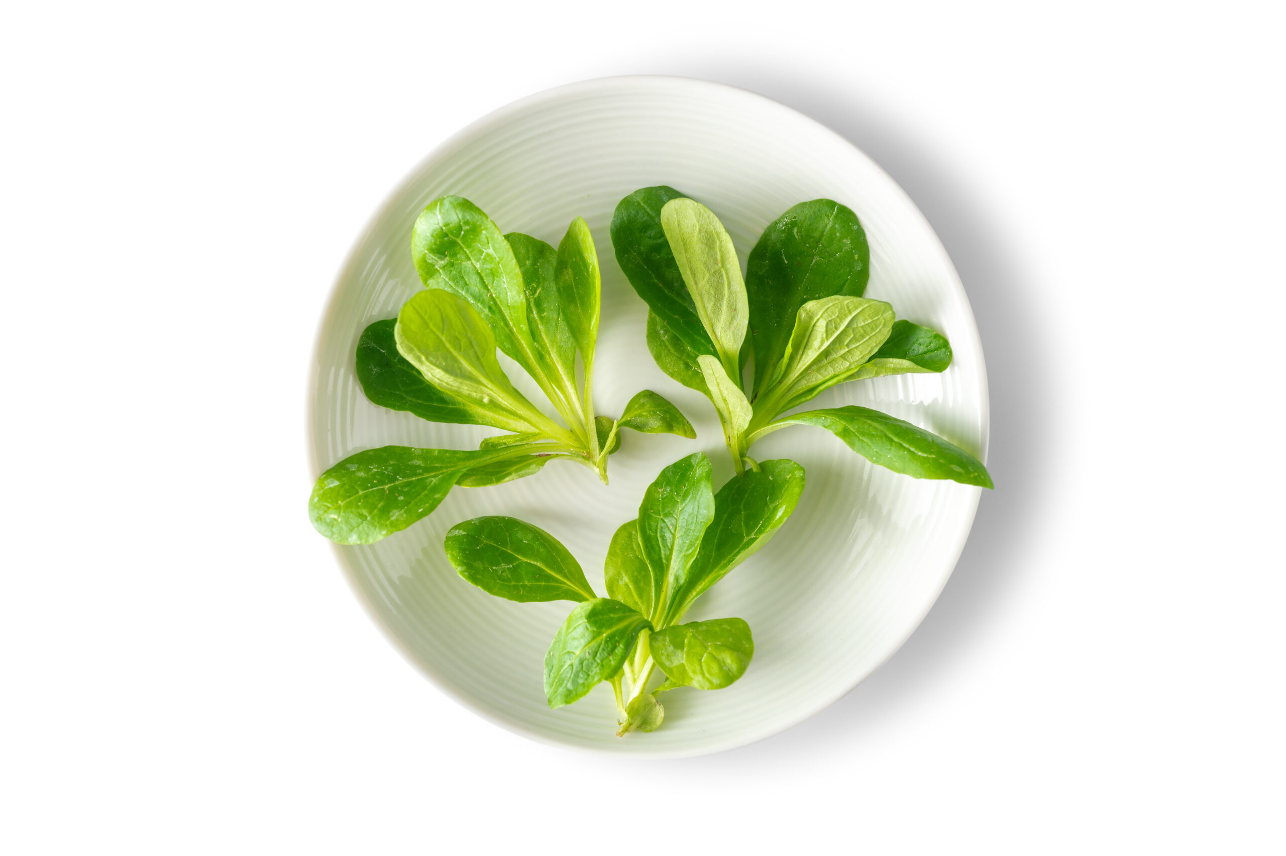 Mini Crown™ Mache - Fresh Origins