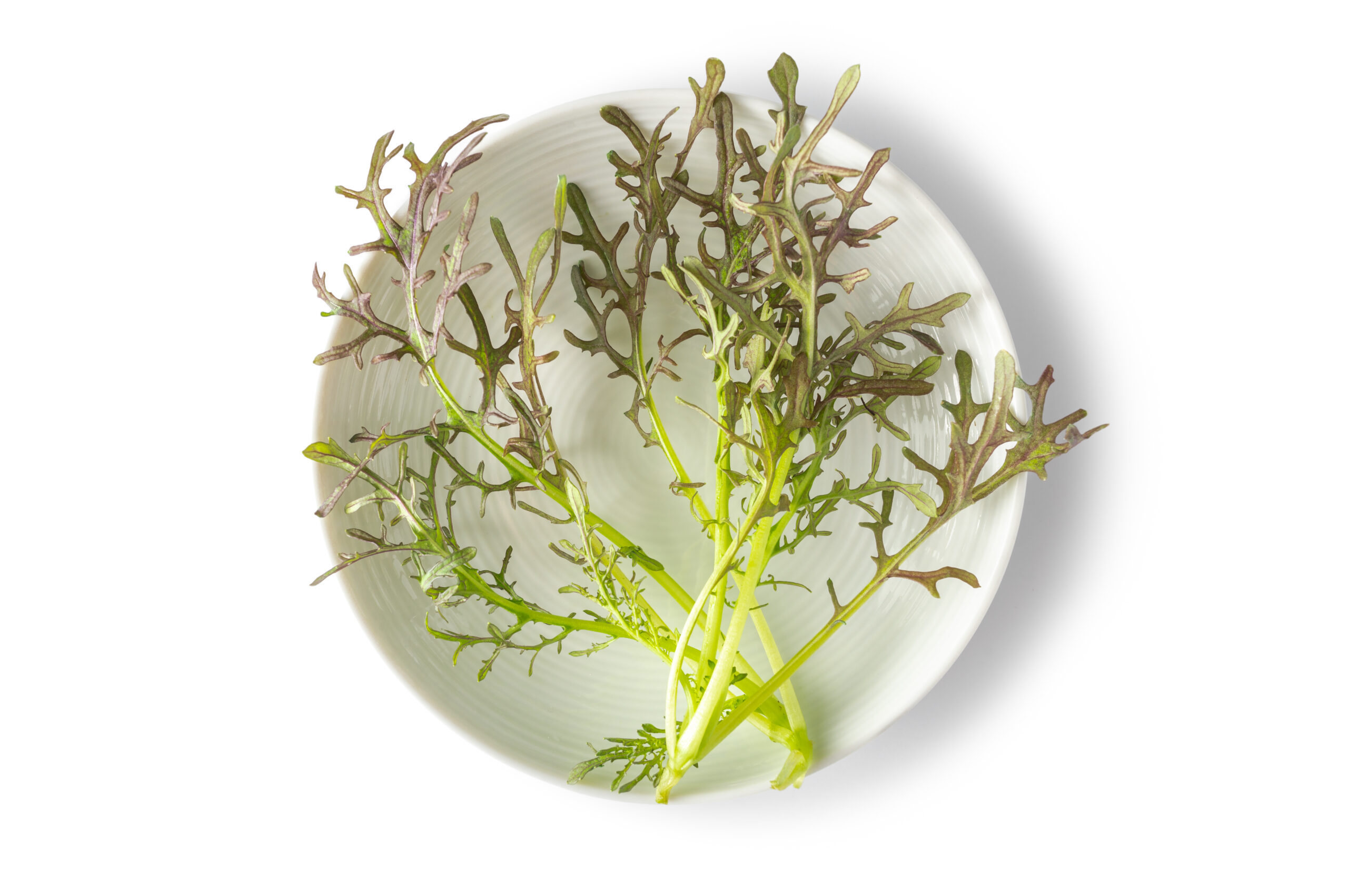 Mini Crown™ Mustard Red Frill - Fresh Origins