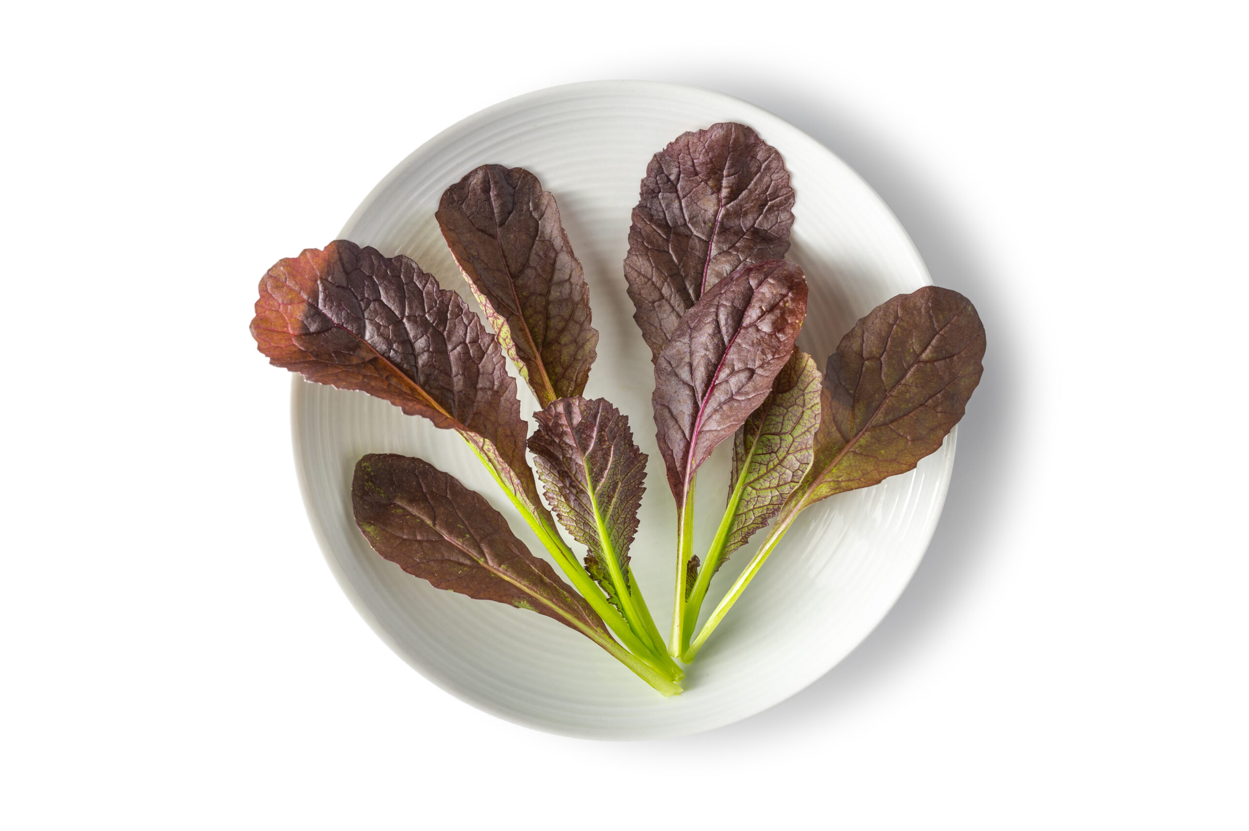 Mini Crown™ Mustard Red - Fresh Origins