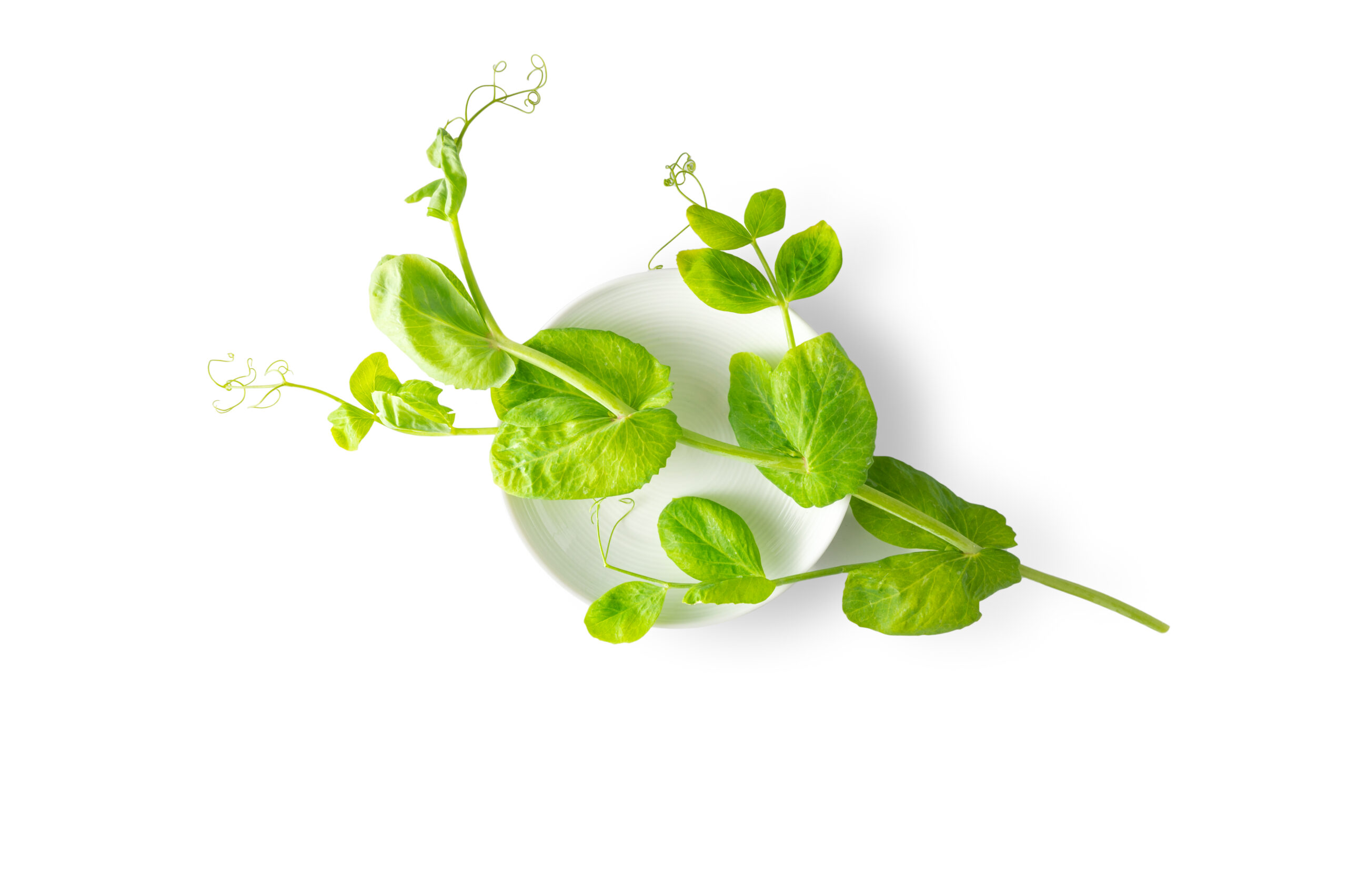 Pea Vine - Fresh Origins