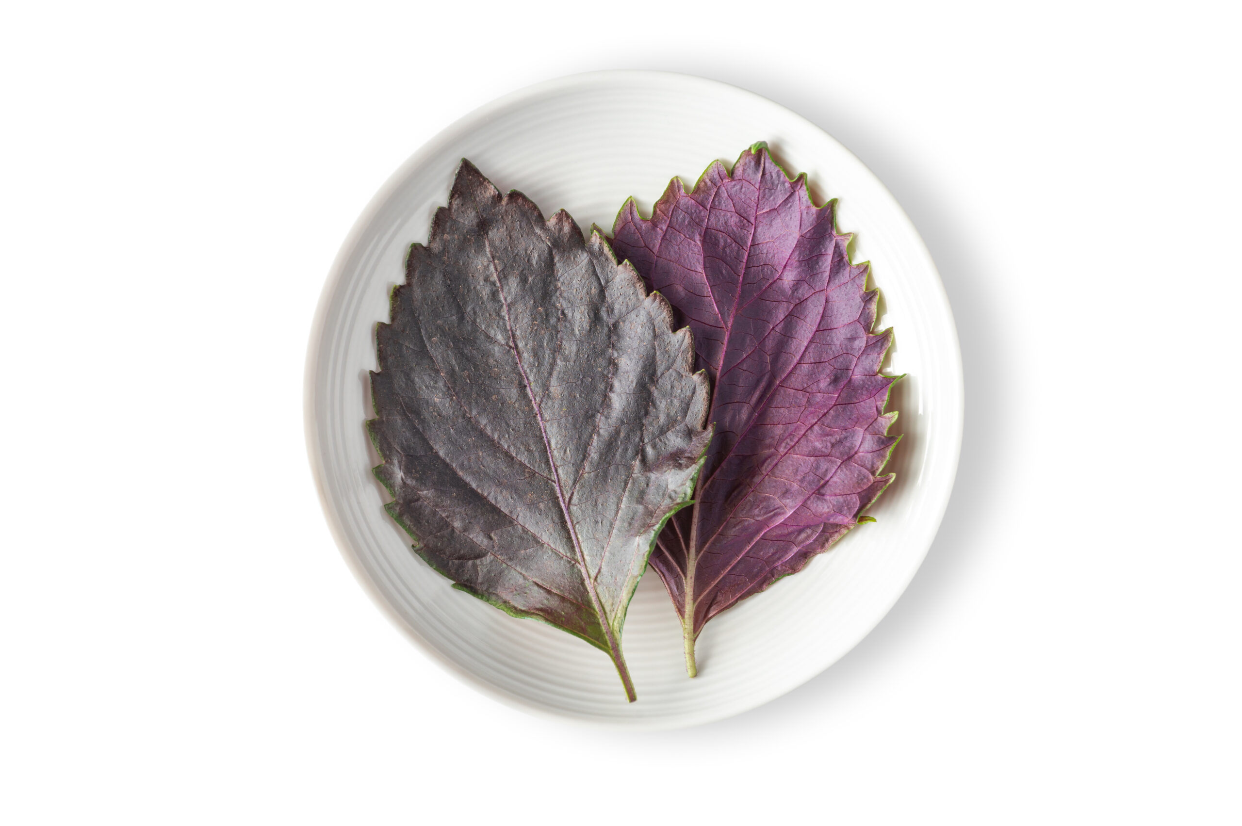 Shiso Metallica Leaf™ - Fresh Origins