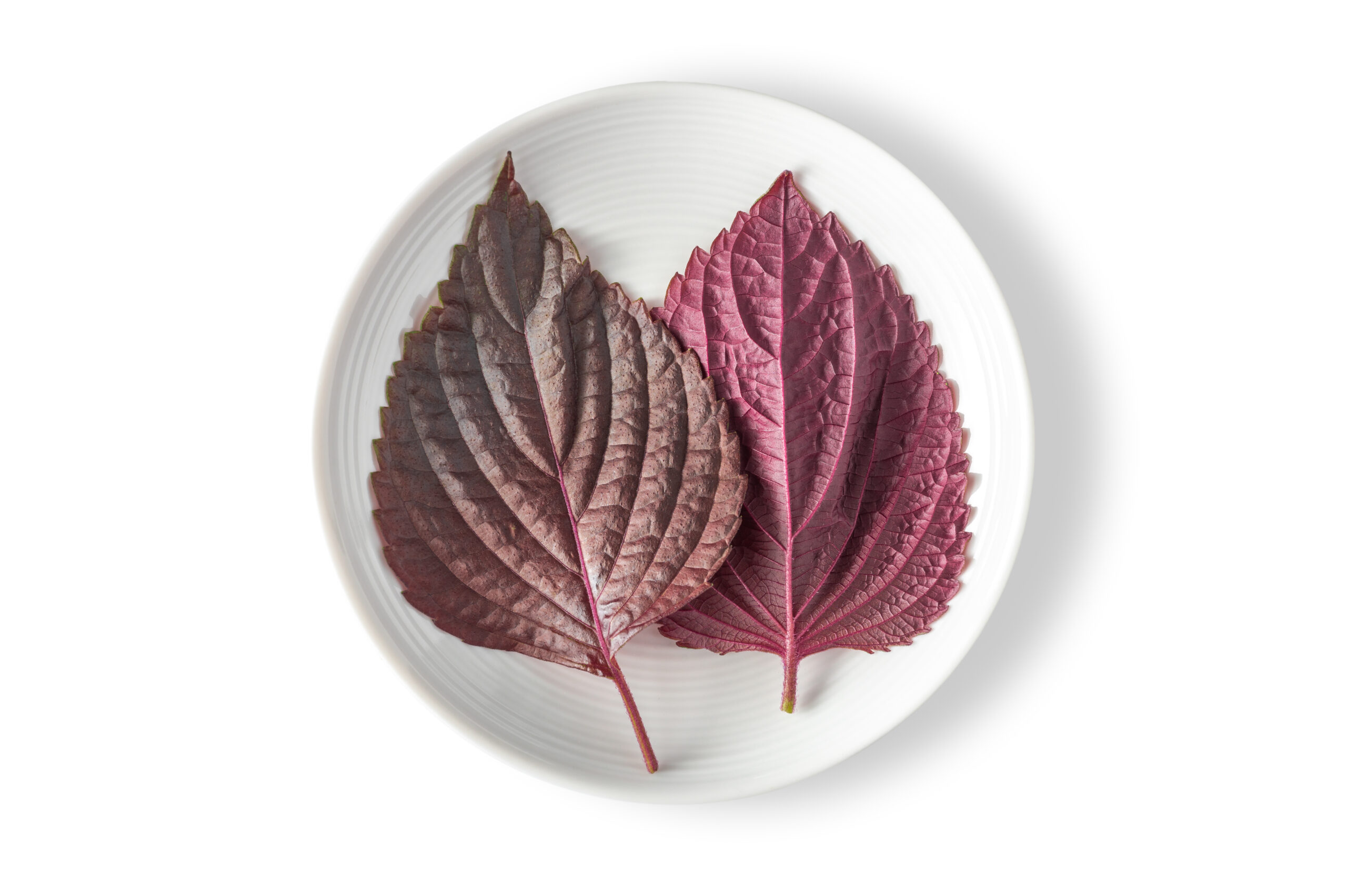 Shiso Red Leaf - Fresh Origins